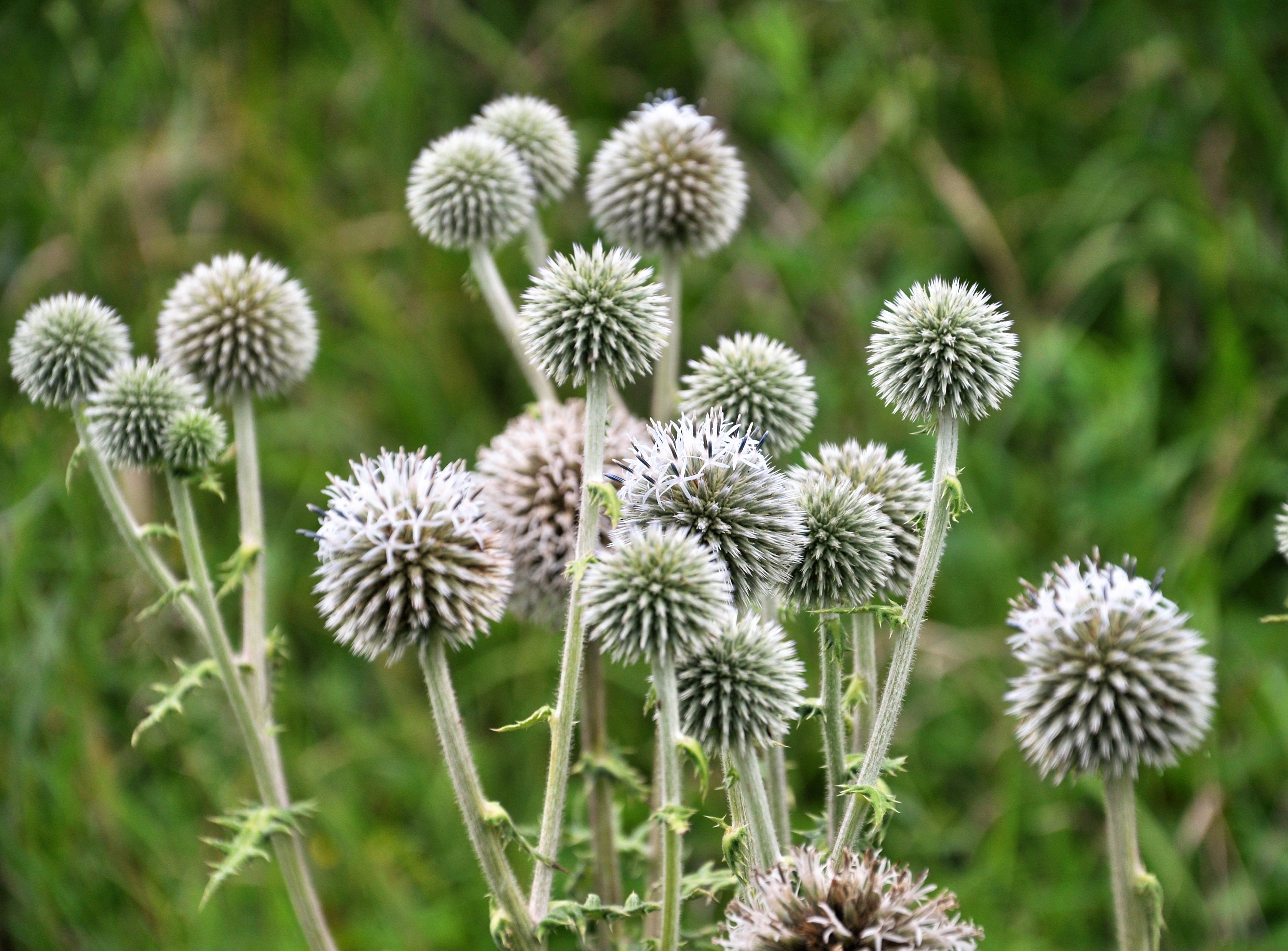 20 Silver GIANT GLOBE THISTLE Echinops Sphaerocephalus Great - Etsy