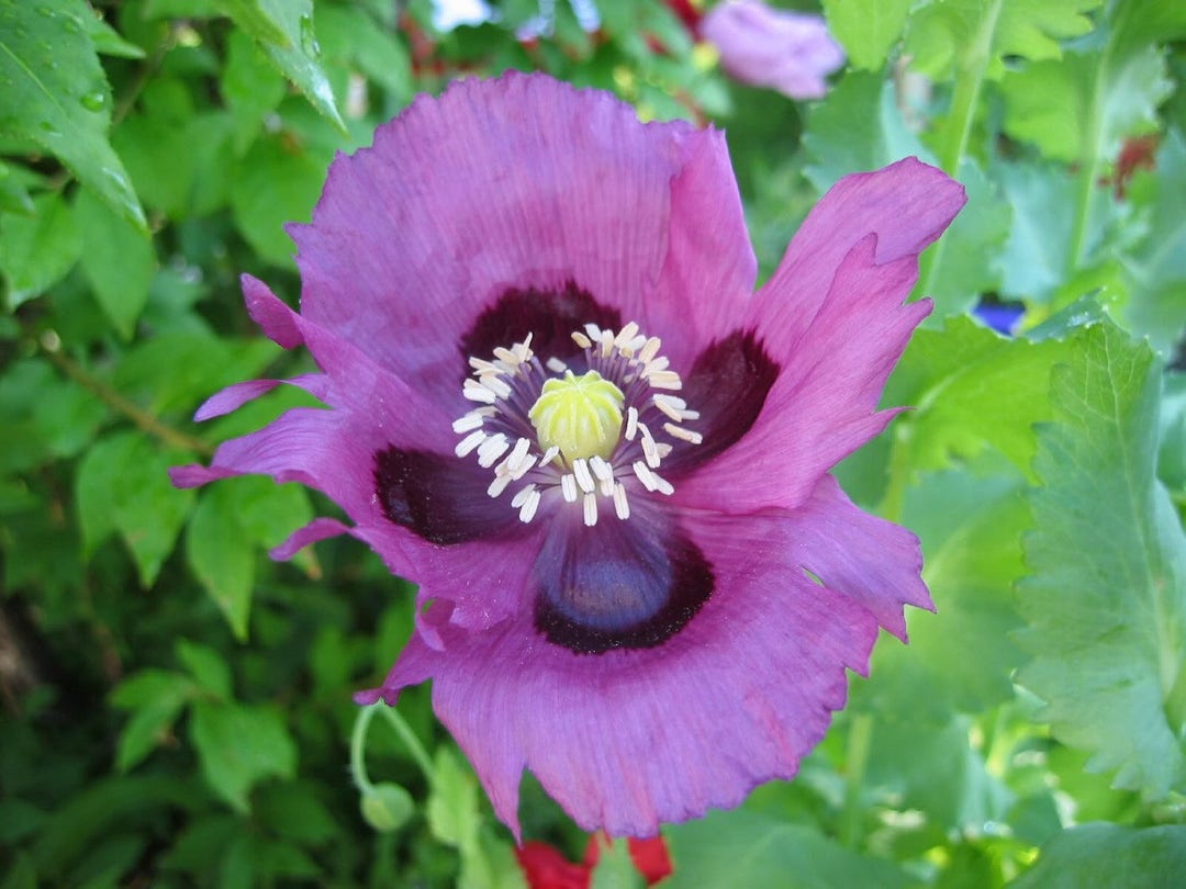 400 PERSIAN BLUE POPPY Papaver Somniferum Flower Seeds - Etsy