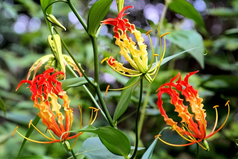 10 RED GLORIOSA LILY Flame Lily Gloriosa Superba Red & Yellow Flower ...