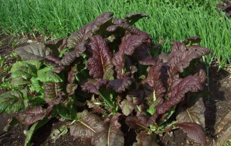 1500 RED GIANT MUSTARD Ornamental Japanese Greens Herb - Etsy