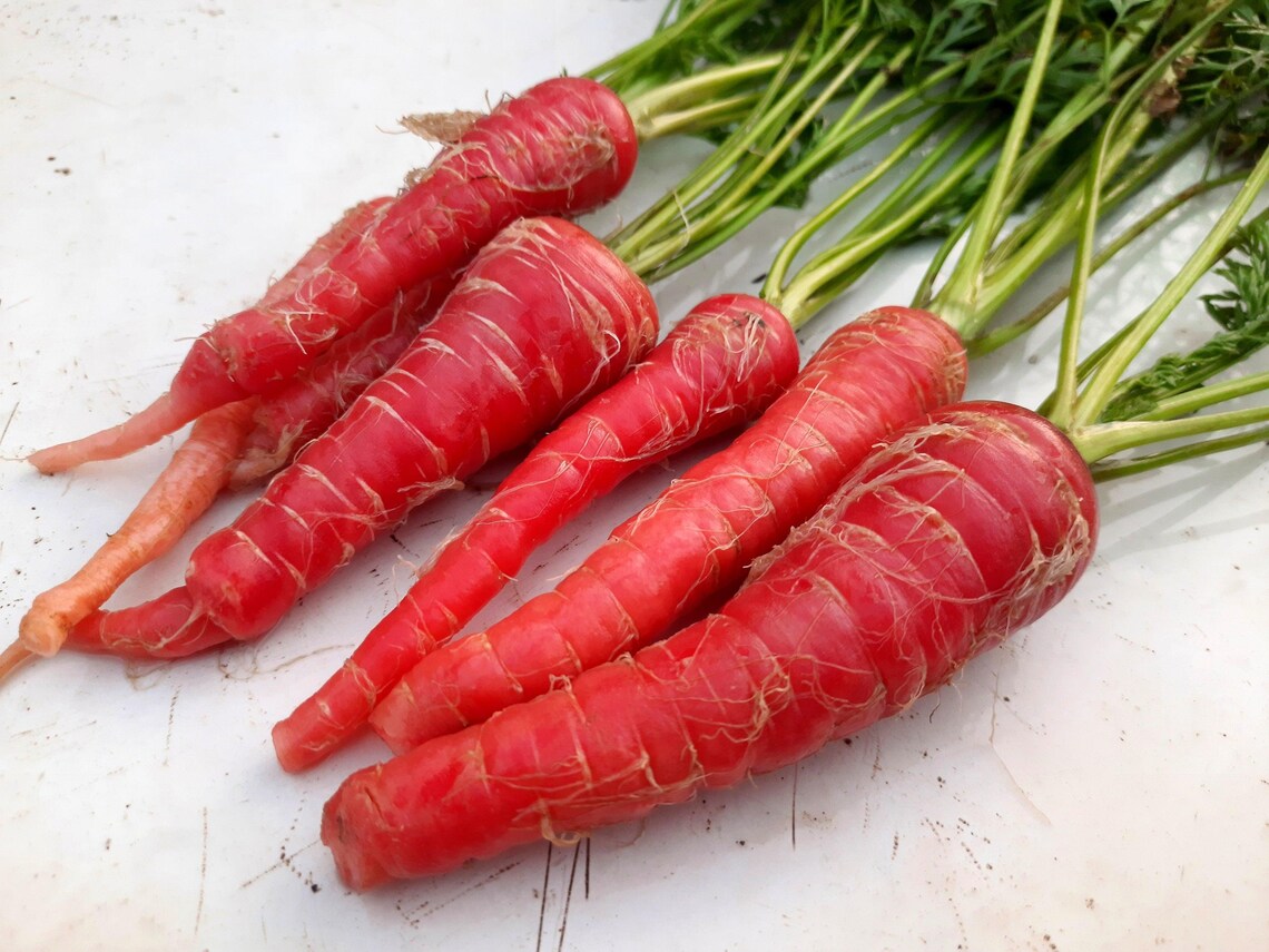 400 ATOMIC RED CARROT Daucus Carota Vegetable Seeds *comb S/H - Etsy