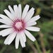 25 PINK HAWKSBEARD Crepis Rubra Flower Seeds Everlasting Daisy Two Tone ...
