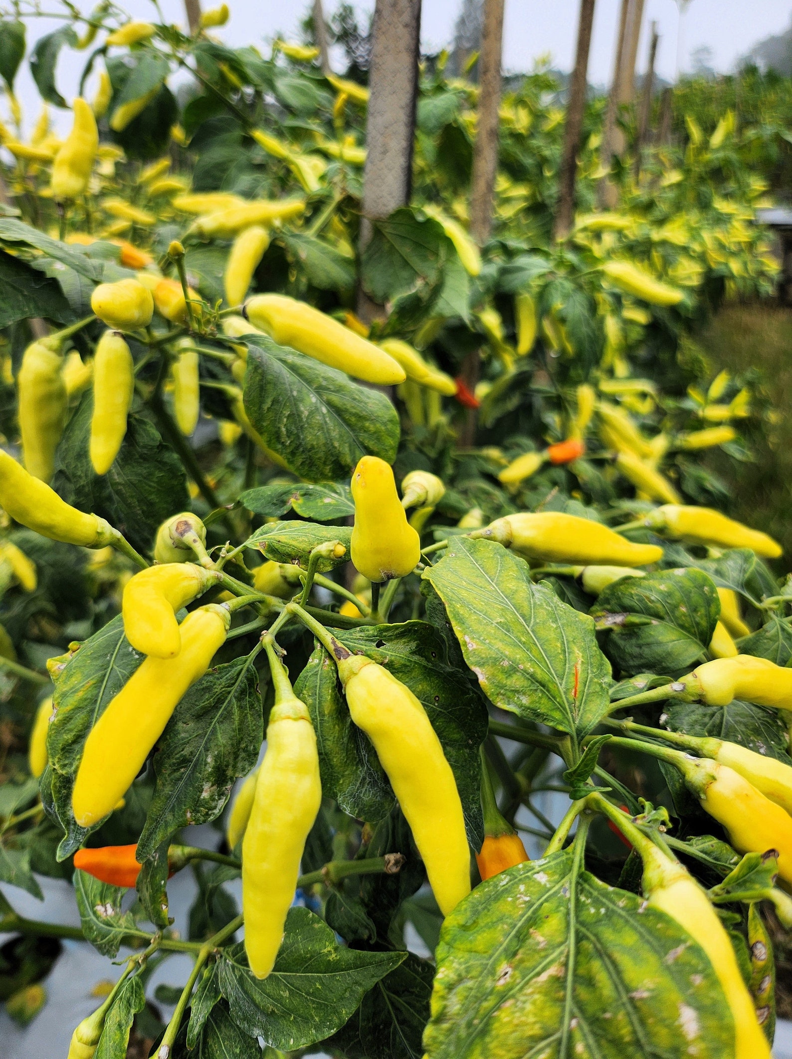 50 GOLDEN CAYENNE PEPPER Hot Yellow Capsicum Annuum Vegetable Seeds - Etsy