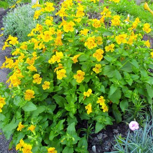 250 YELLOW MONKEY FLOWER Mimulus Grandiflorus Perennial Flower Seeds - Etsy