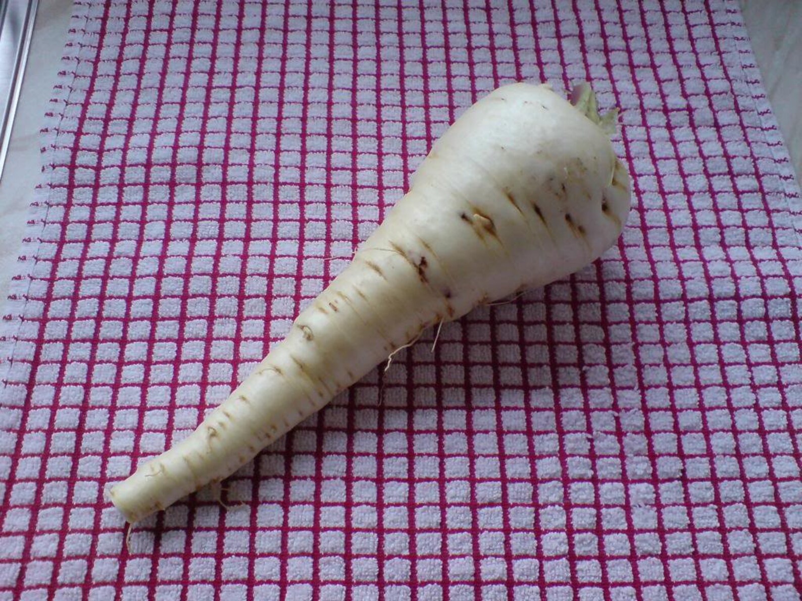 1000 PARSNIP Improved HOLLOW CROWN Pastinaca Sativa White Root - Etsy
