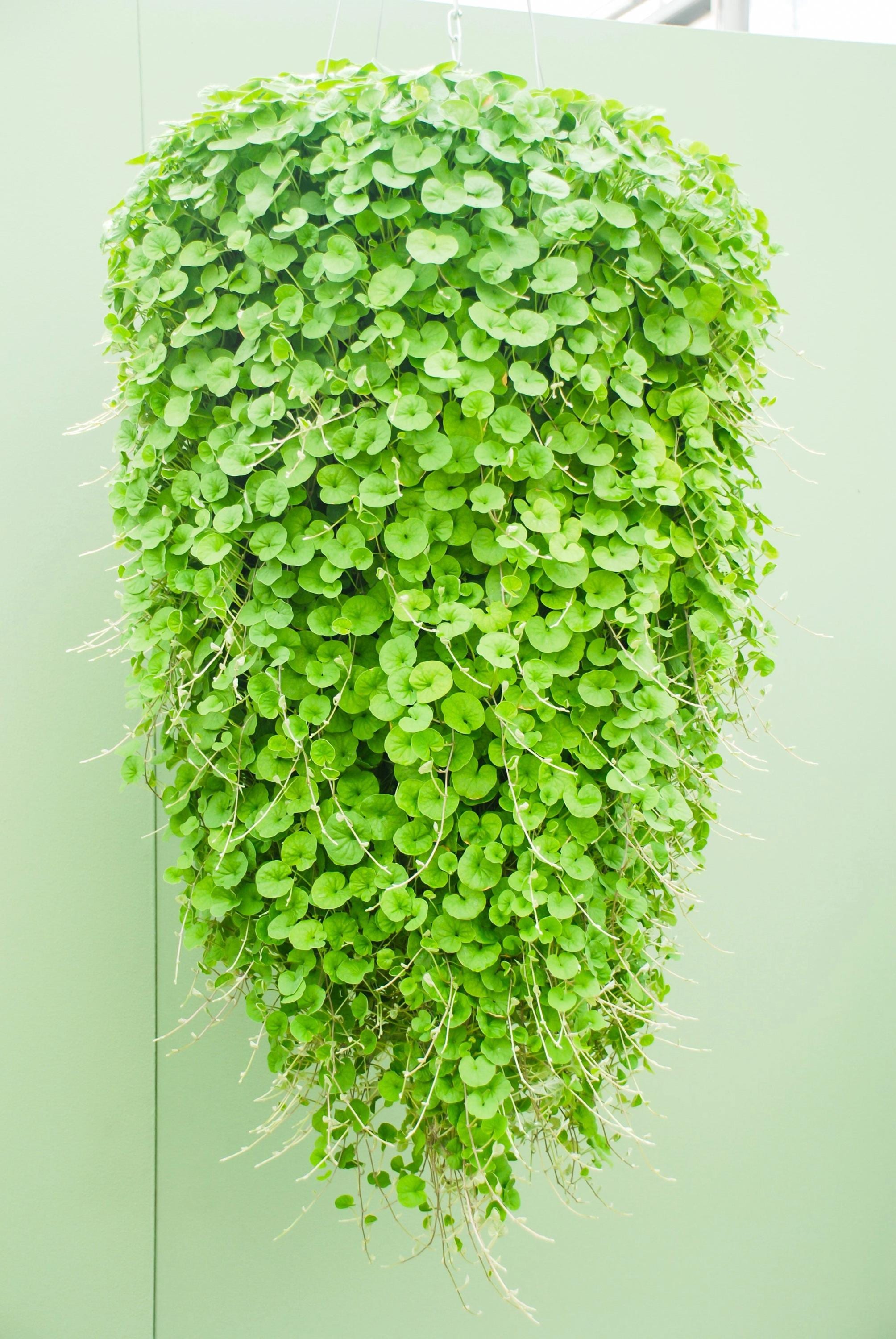 1000 DICHONDRA Repens Aka Lawn Leaf Flower Evergreen Ground Cover Seeds ...