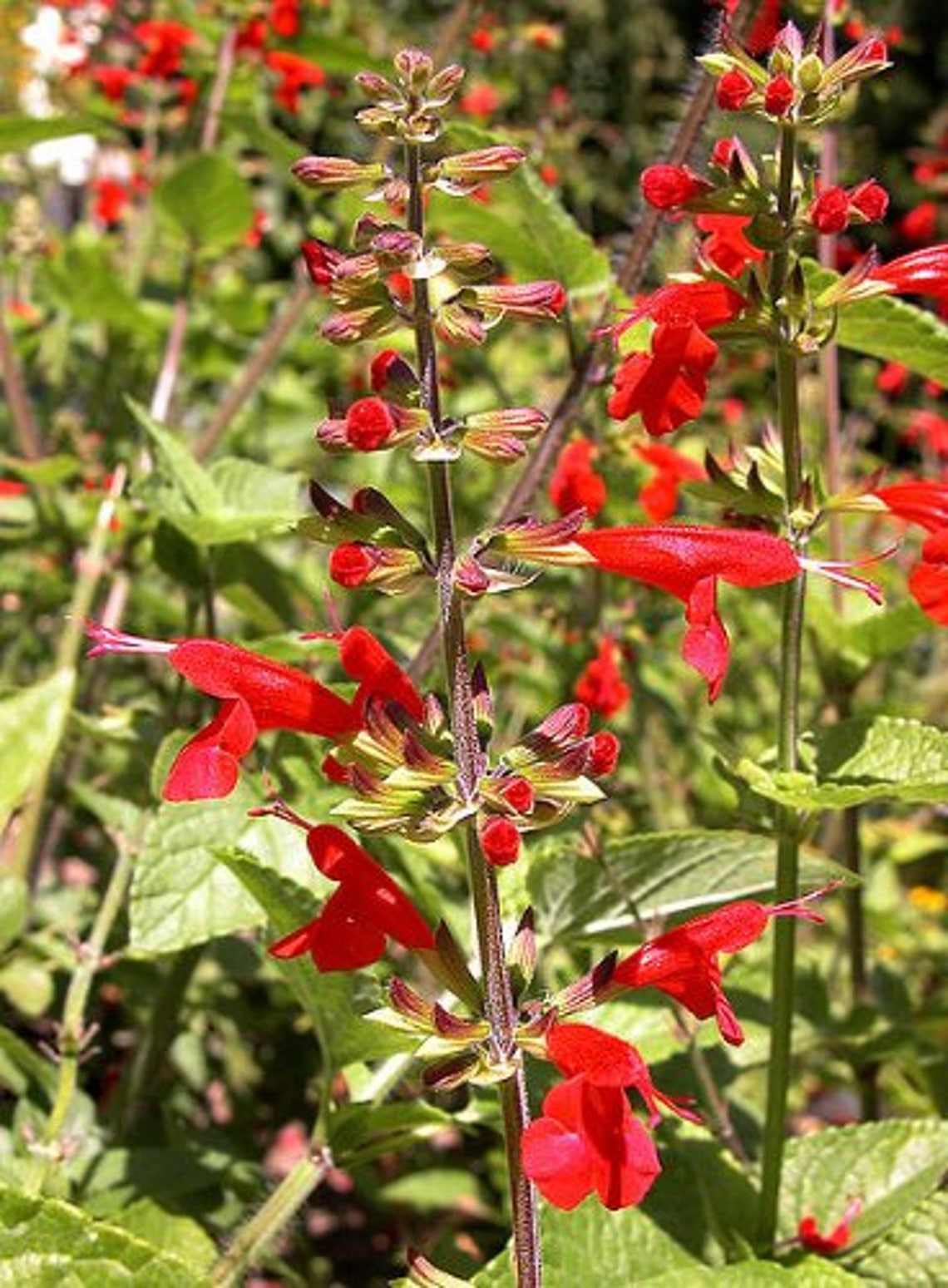 400 SCARLET SAGE lady-in-red Salvia / Blood Sage / Red Texas - Etsy