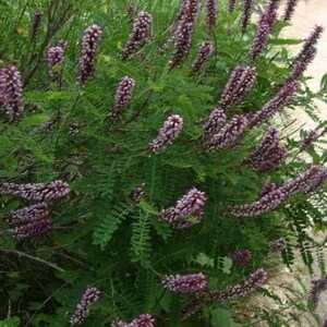 50 FRAGRANT FALSE INDIGO dwarf Wild Indigo Amorpha Nana Flower Seeds - Etsy