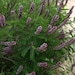 50 FRAGRANT FALSE INDIGO dwarf Wild Indigo Amorpha Nana Flower Seeds - Etsy