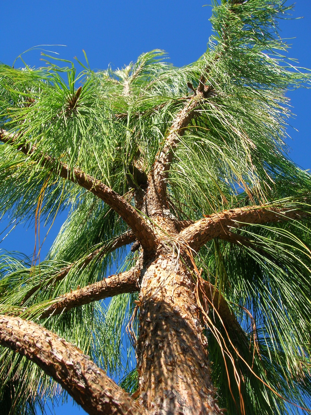 30 Mexican WEEPING PINE TREE Evergreen Pinus Patula Seeds flat Shipping ...