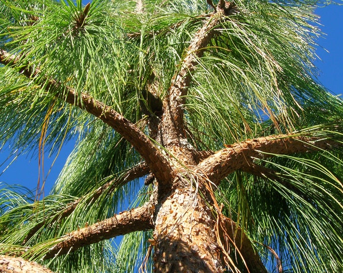 Pinus Patula Ocote Nacho Mexican Weeping Pine 30 Seeds - Etsy