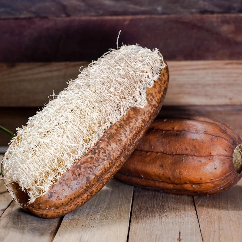 Luffa Sponge - Etsy
