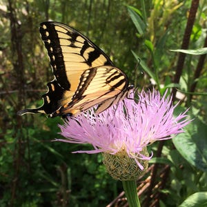 25 AMERICAN ROSE (centaurea Aloha / American Starflower / American ...