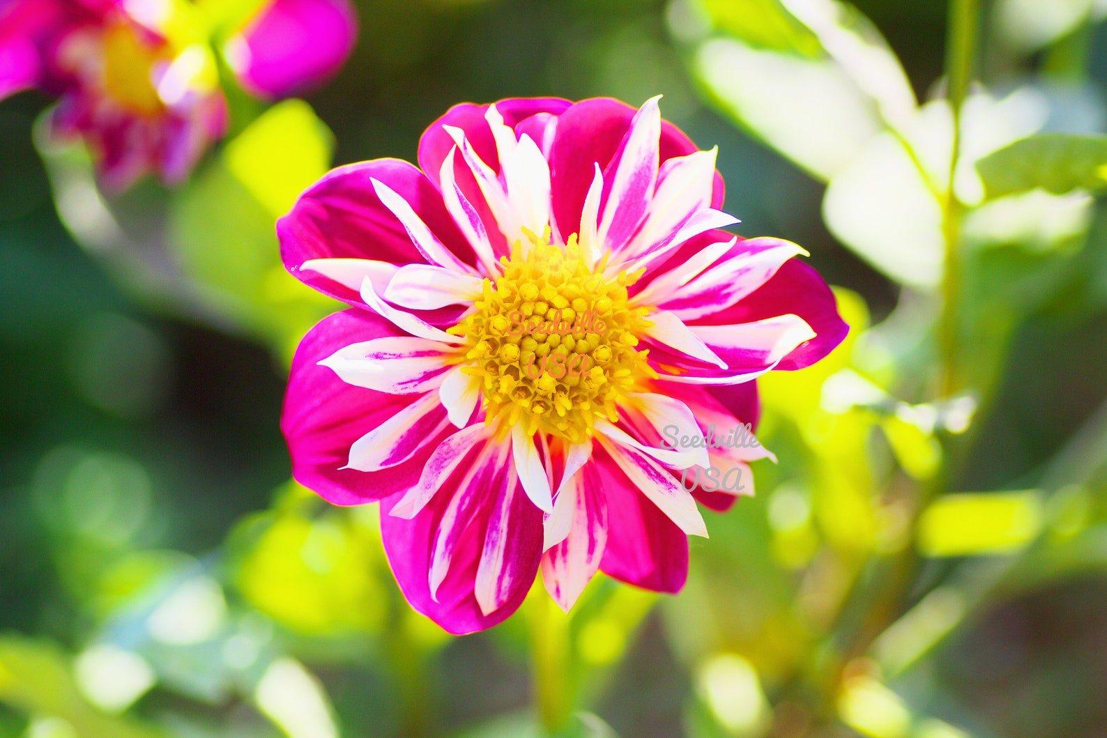50 MIXED COLLARETTE DAHLIA Variabilis Two Tone Mix of Red Pink Purple ...