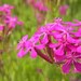 1000 TALL CATCHFLY campion / None so Pretty Silene Armeria Pink Flower ...