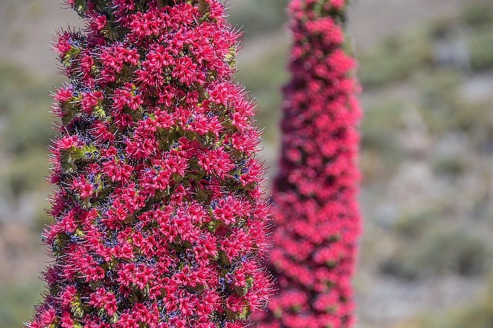 25 TOWER OF JEWELS Red Bugloss Echium Wildpretii Ruby | Etsy