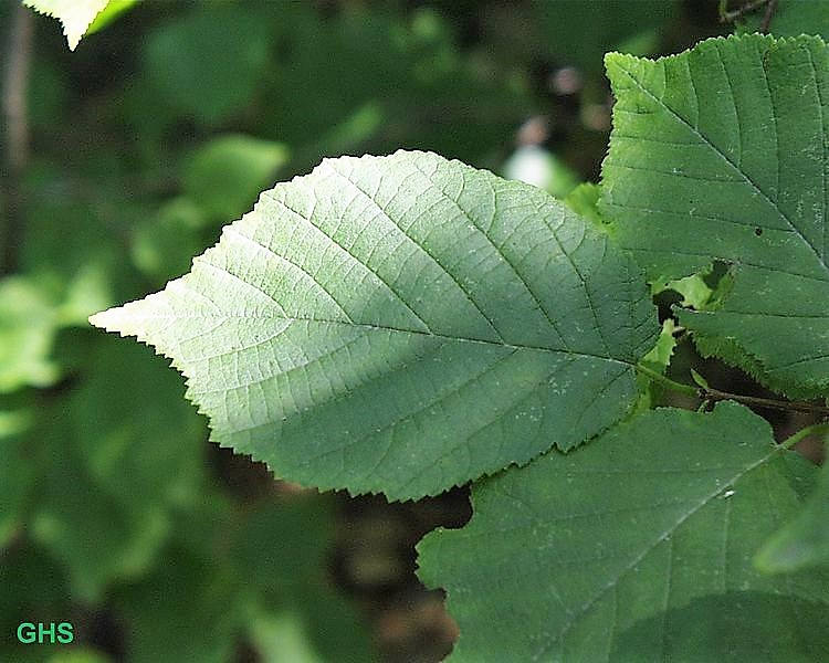 5 AMERICAN HAZELNUT TREE Aka Filbert Corylus Americana Fruit - Etsy