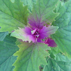 100 GIANT GOOSEFOOT Chenopodium Giganteum Purple Magenta Spreen ...