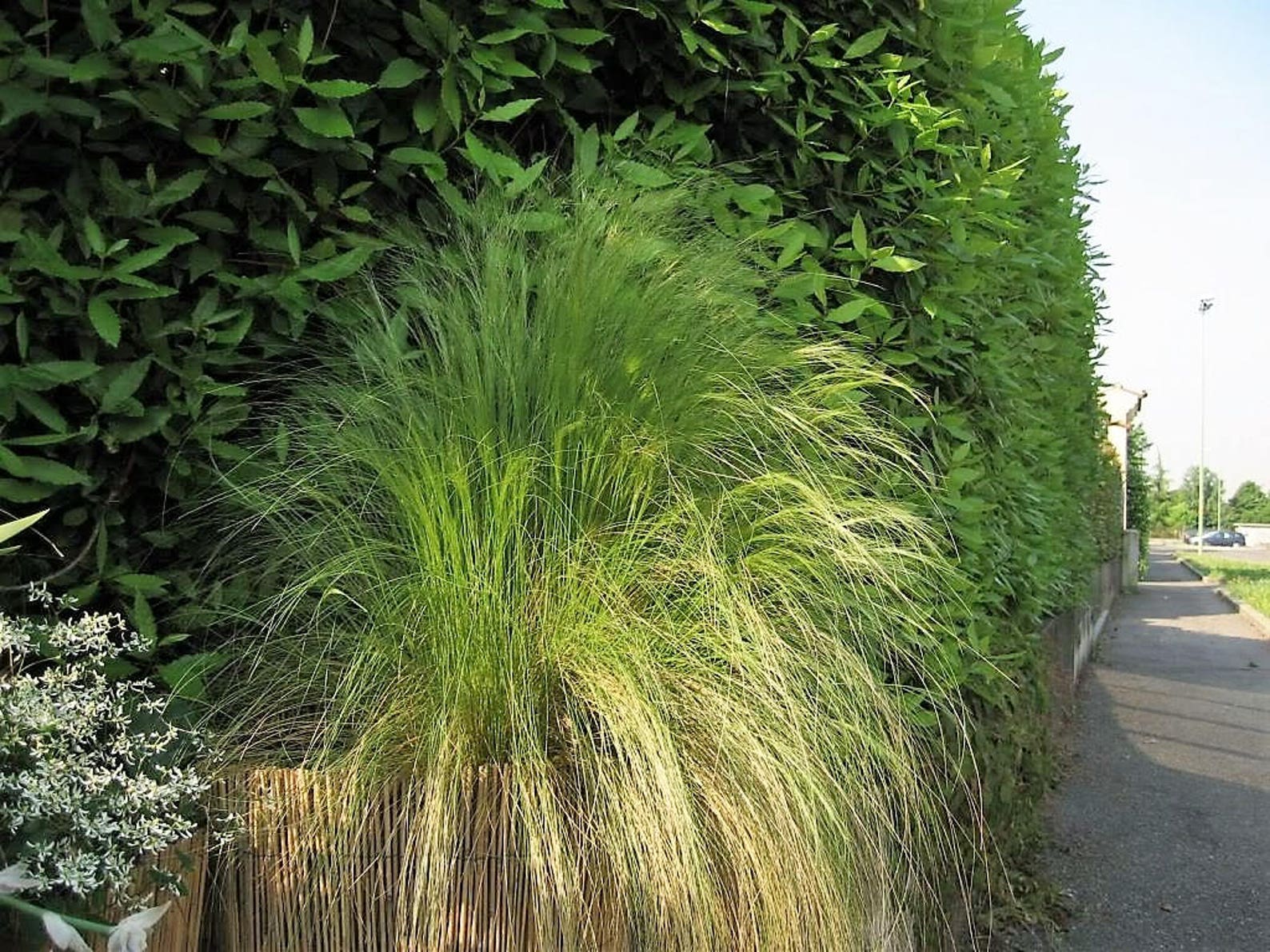 25 MEXICAN FEATHER GRASS Pony Tails Ornamental Stipa - Etsy
