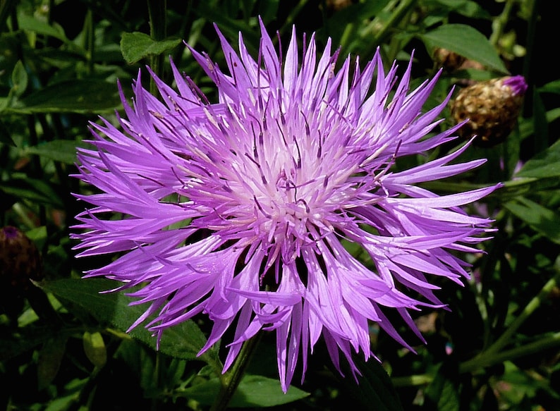 500 MIXED SWEET SULTAN Imperialis Mix Amberboa Moschata | Etsy