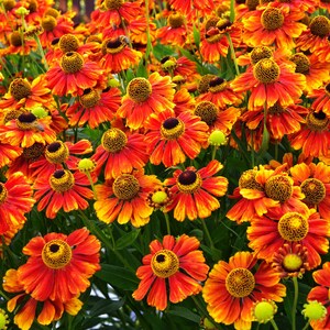 100 HELENIUM ' AUTUMN LEAVES ' Mix Helenium Autumnale Sneezeweed Mixed ...