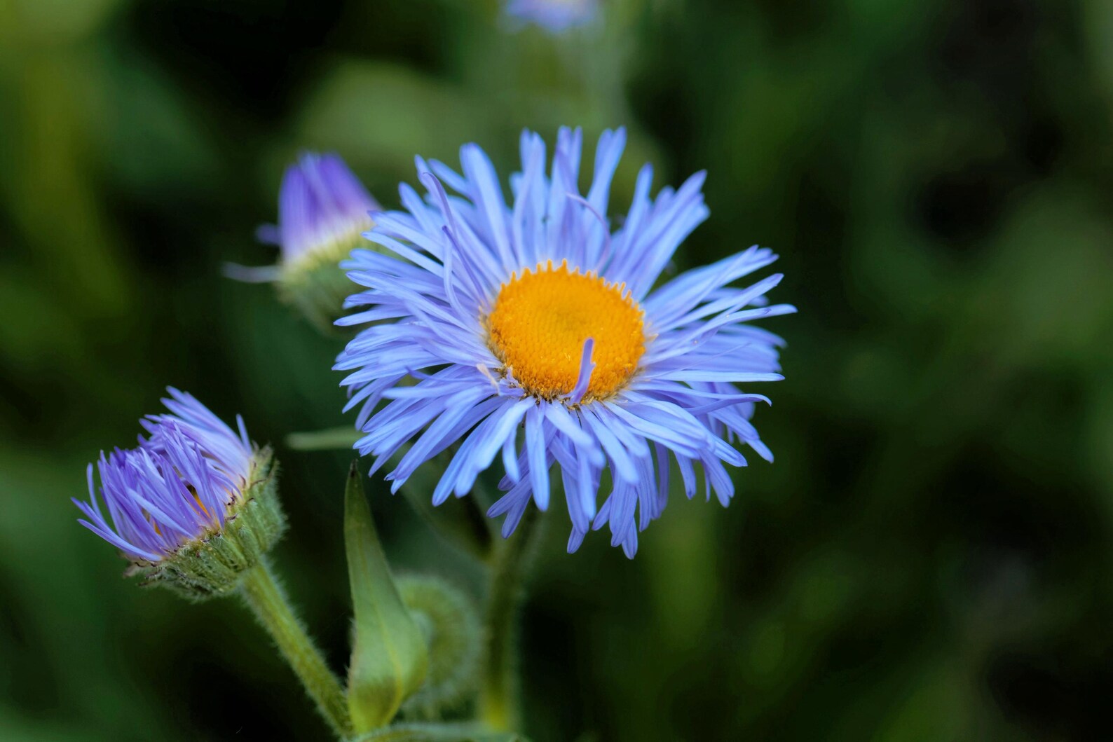 500 BLUE FLEABANE DAISY (dainty Daisy / Aspen Fleabane / Oregon ...