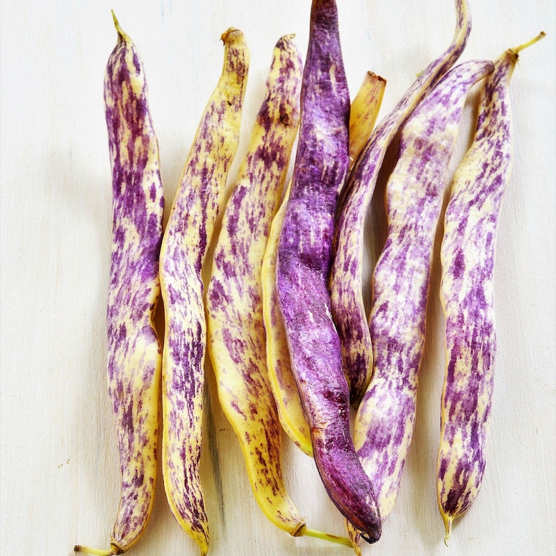 Tongue Purple - Etsy