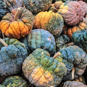 20 BLACK FUTSU SQUASH Multicolored Wrinkly Skin Gold Flesh Japanese ...