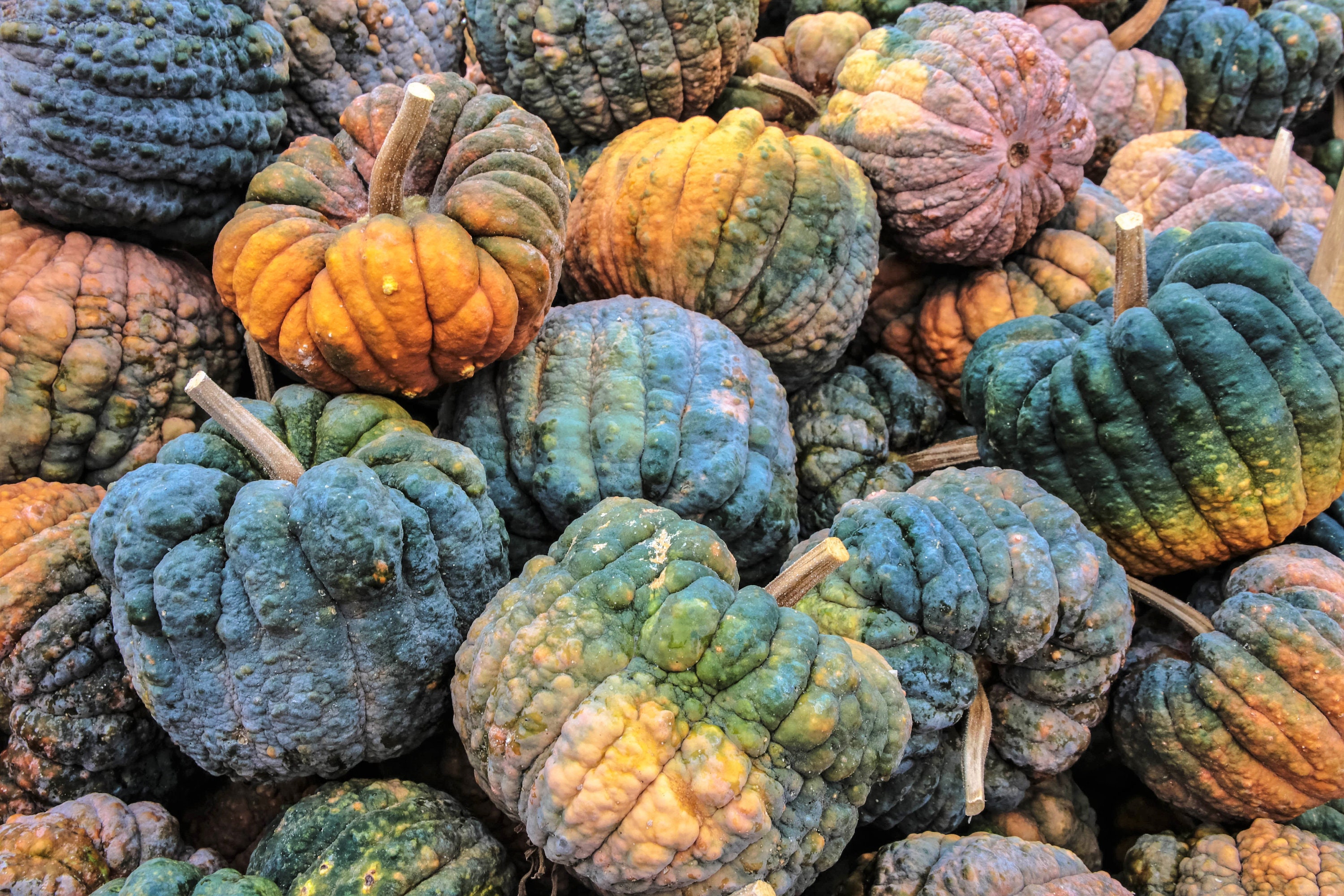 20 BLACK FUTSU SQUASH Multicolored Wrinkly Skin Gold Flesh Japanese ...