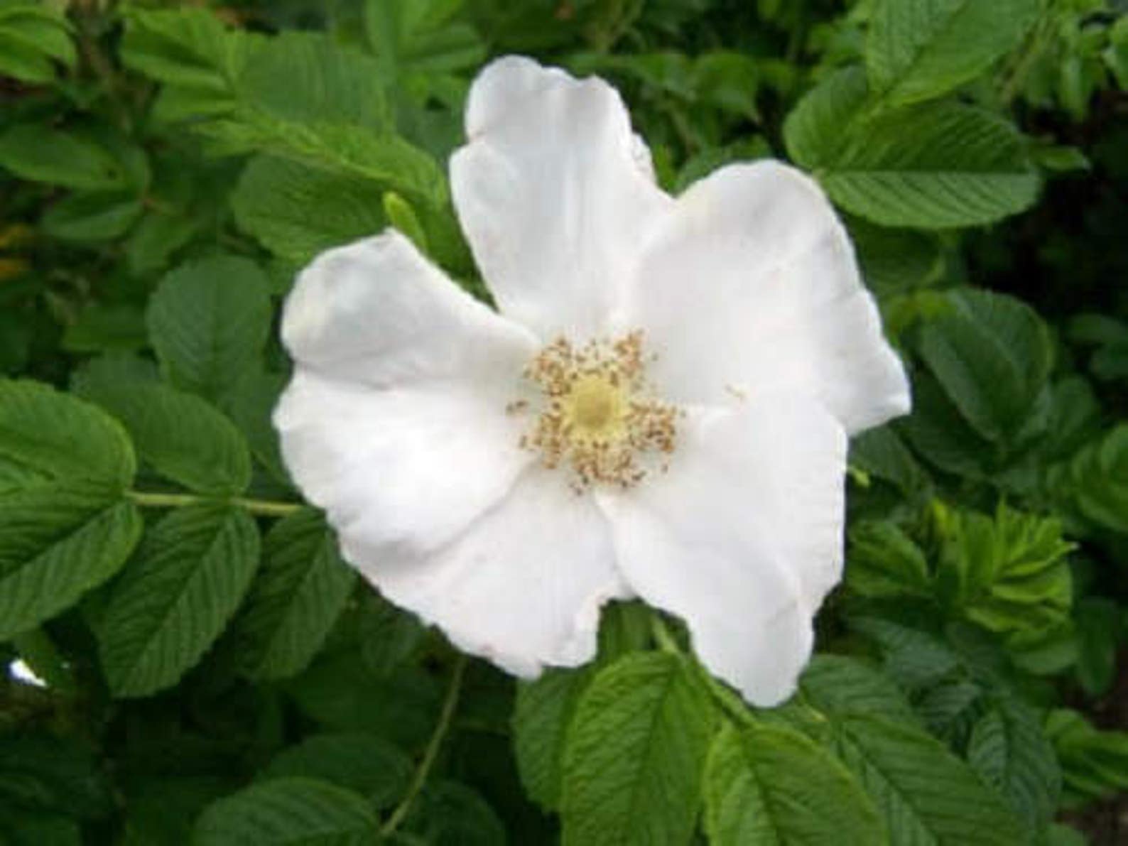 10 WHITE JAPANESE ROSE Rosa Rugosa Alba Bush Rugosa Rose - Etsy