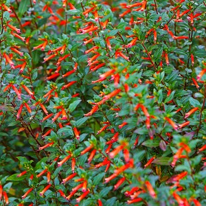 10 Red CIGAR PLANT Mexican Firecracker Cuphea Ignea - Etsy