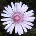 25 PINK HAWKSBEARD Crepis Rubra Flower Seeds Everlasting Daisy - Etsy ...