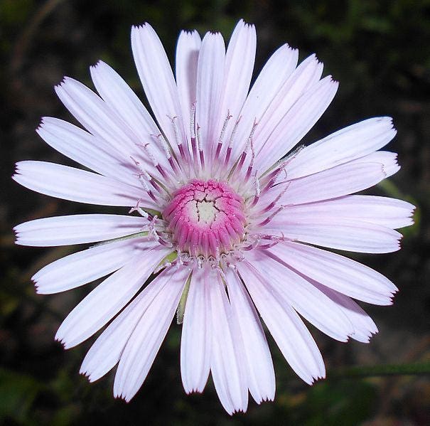 25 PINK HAWKSBEARD Crepis Rubra Flower Seeds Everlasting Daisy - Etsy ...