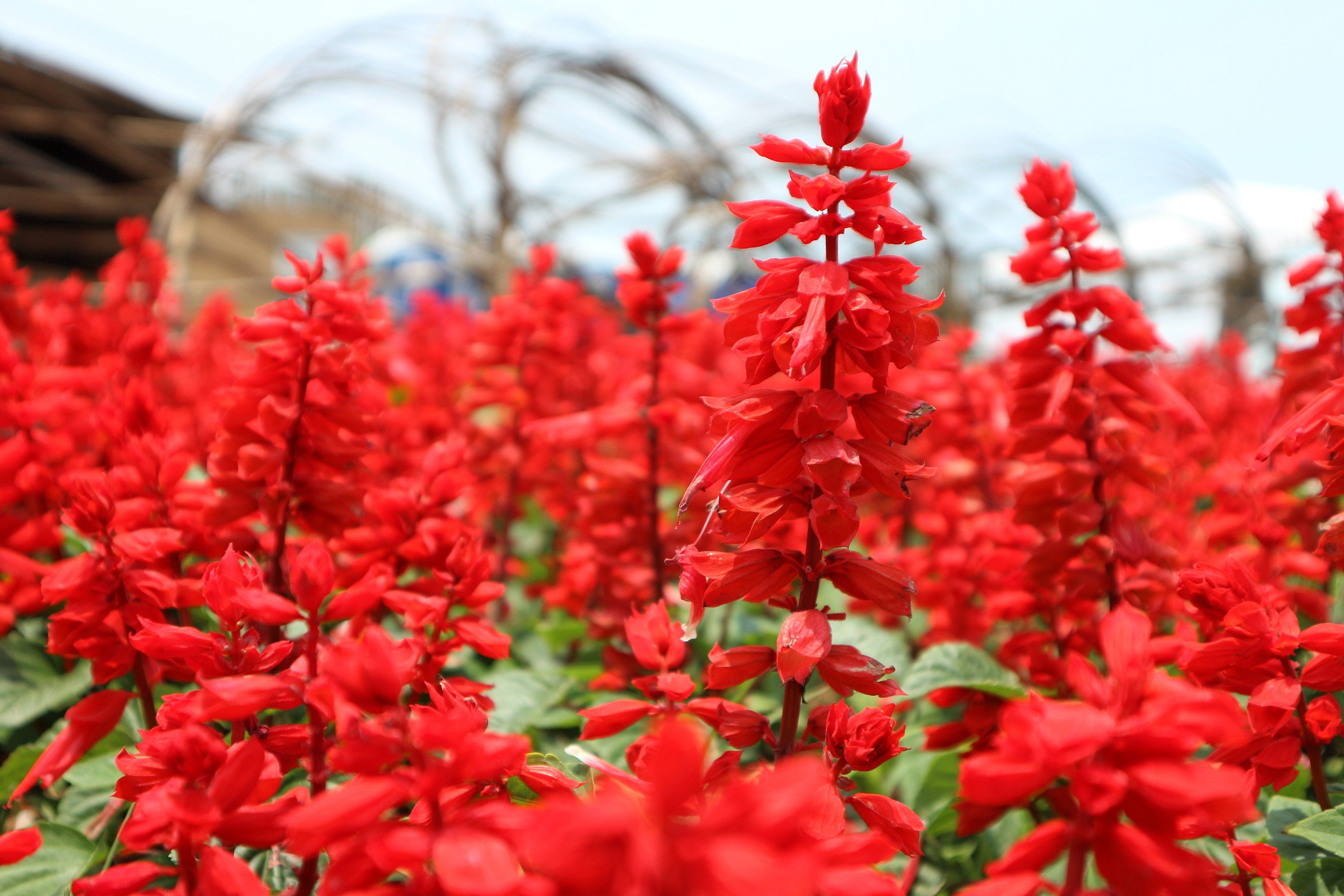 50 RED SALVIA Splendens St. John's Fire Scarlet Sage Flower Seeds - Etsy