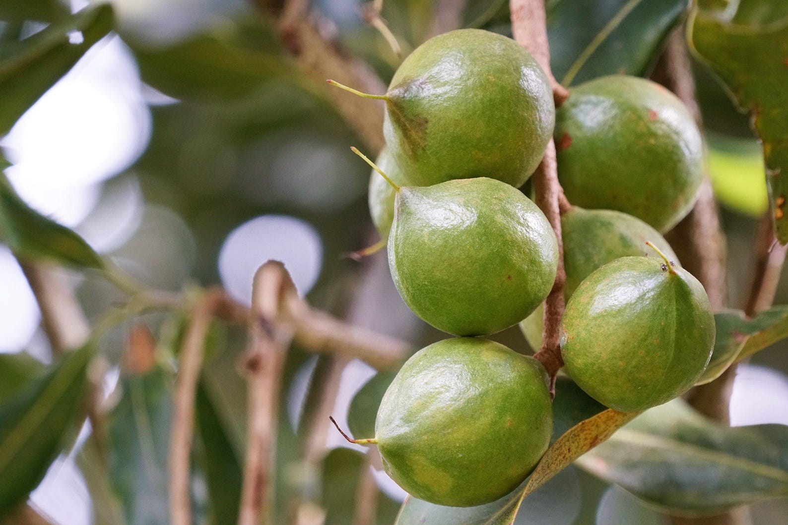 5 MACADAMIA NUT Tree Macadamia Integrifolia Brown Shell Beige Nut Fruit ...