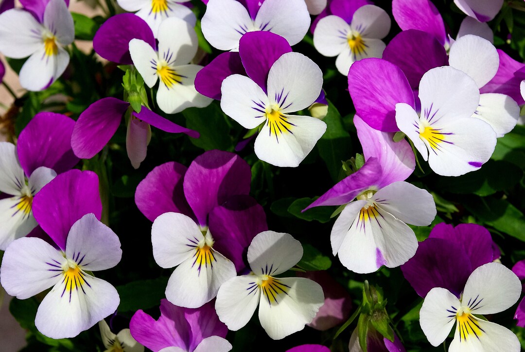 100 JOHNNY JUMP UP Violet Viola Tricolor Flower Seeds - Etsy