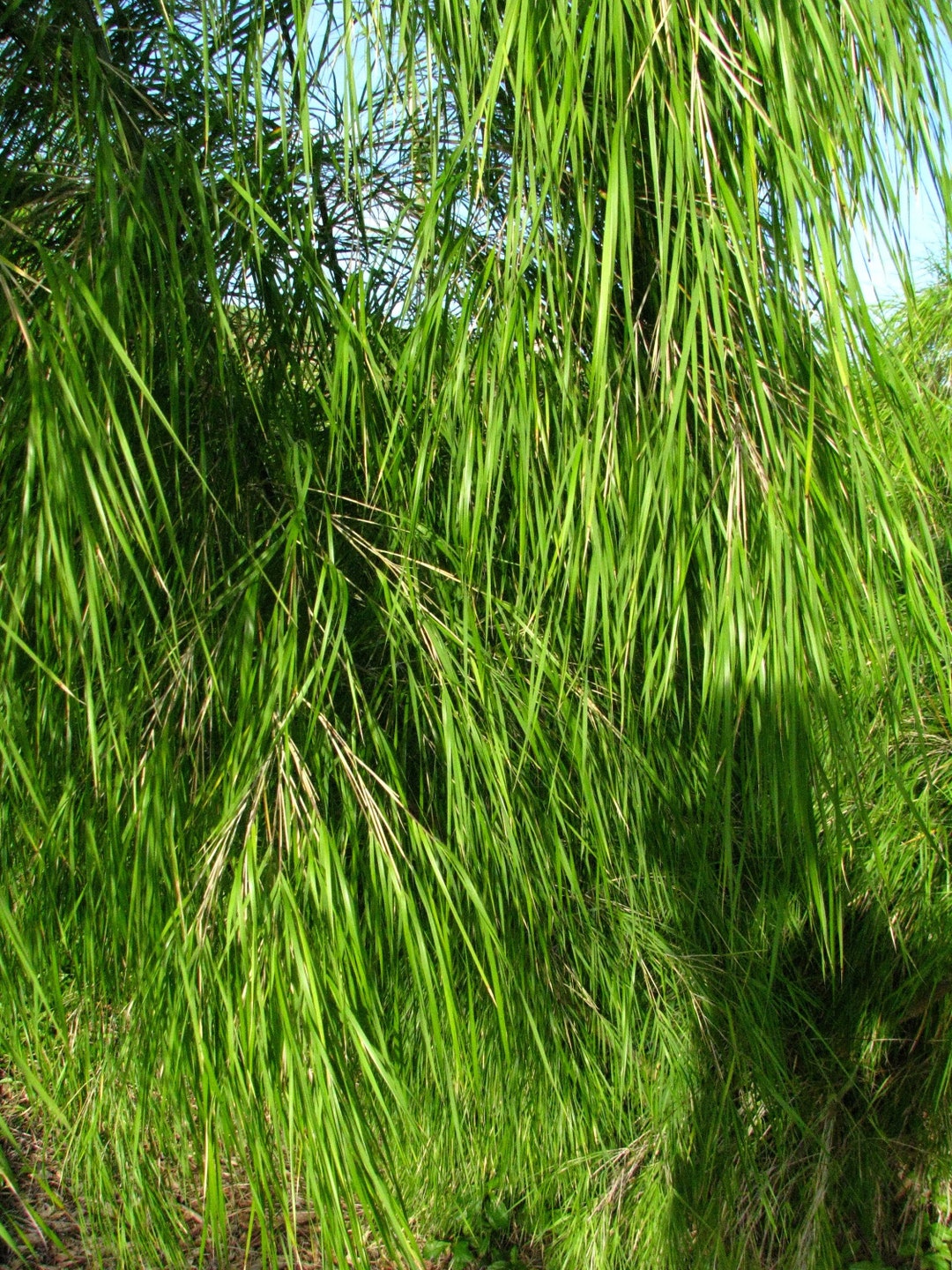 10 MEXICAN WEEPING BAMBOO Otatea Acuminata Rare Seeds - Etsy
