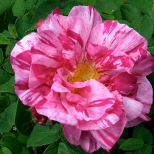25 Mixed Colors ANGEL WINGS Miniature ROSE Bush Mix Rosa Chinensis ...