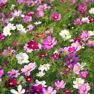 300 Mixed Colors DWARF COSMOS Bipinnatus Red Pink White Fast Growing ...
