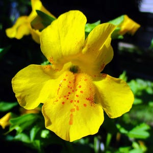 250 YELLOW MONKEY FLOWER Mimulus Grandiflorus Perennial Flower Seeds - Etsy