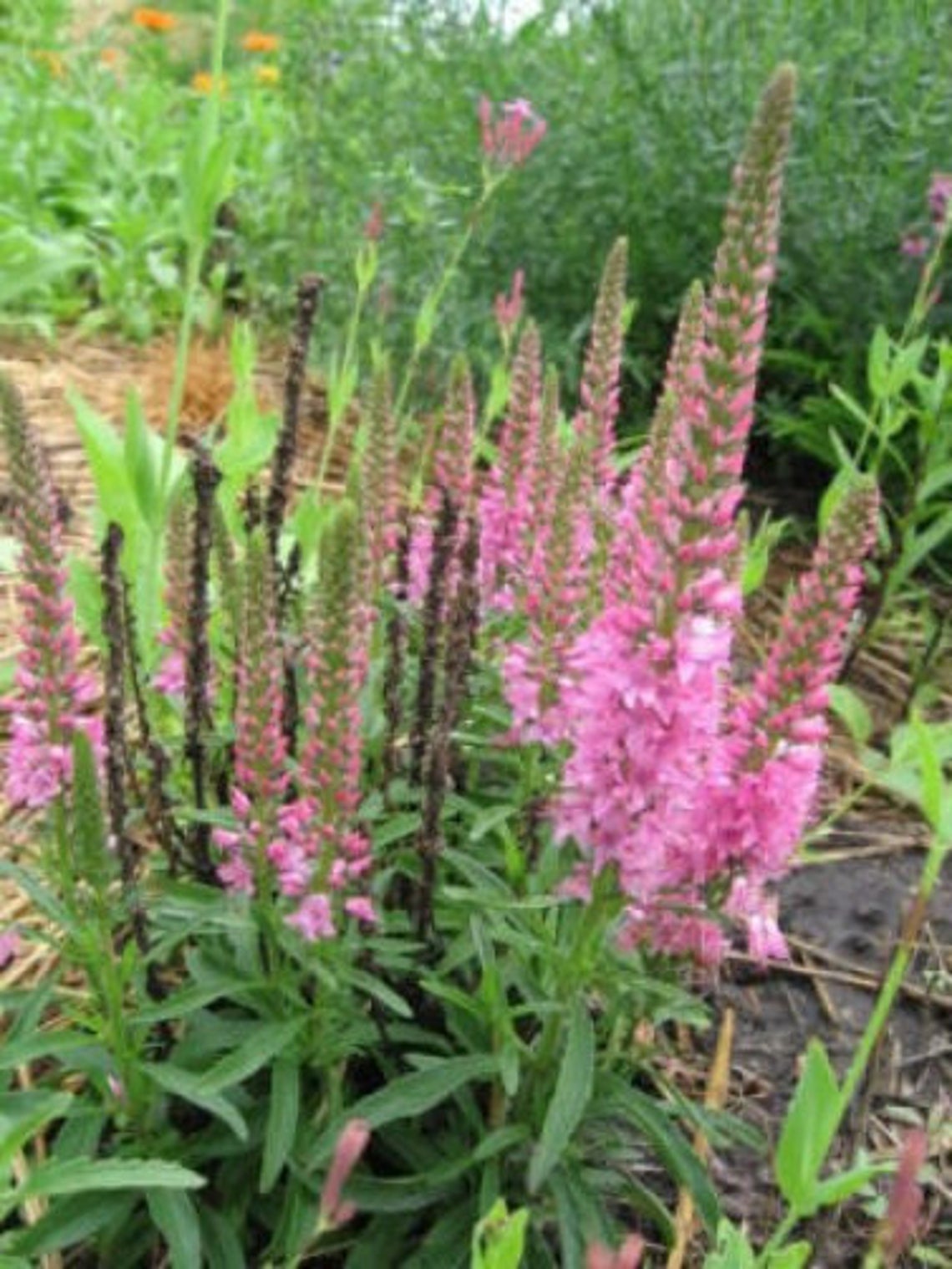 50 Mixed Colors VERONICA SIGHTSEEING MIXTURE Spike Speedwell | Etsy