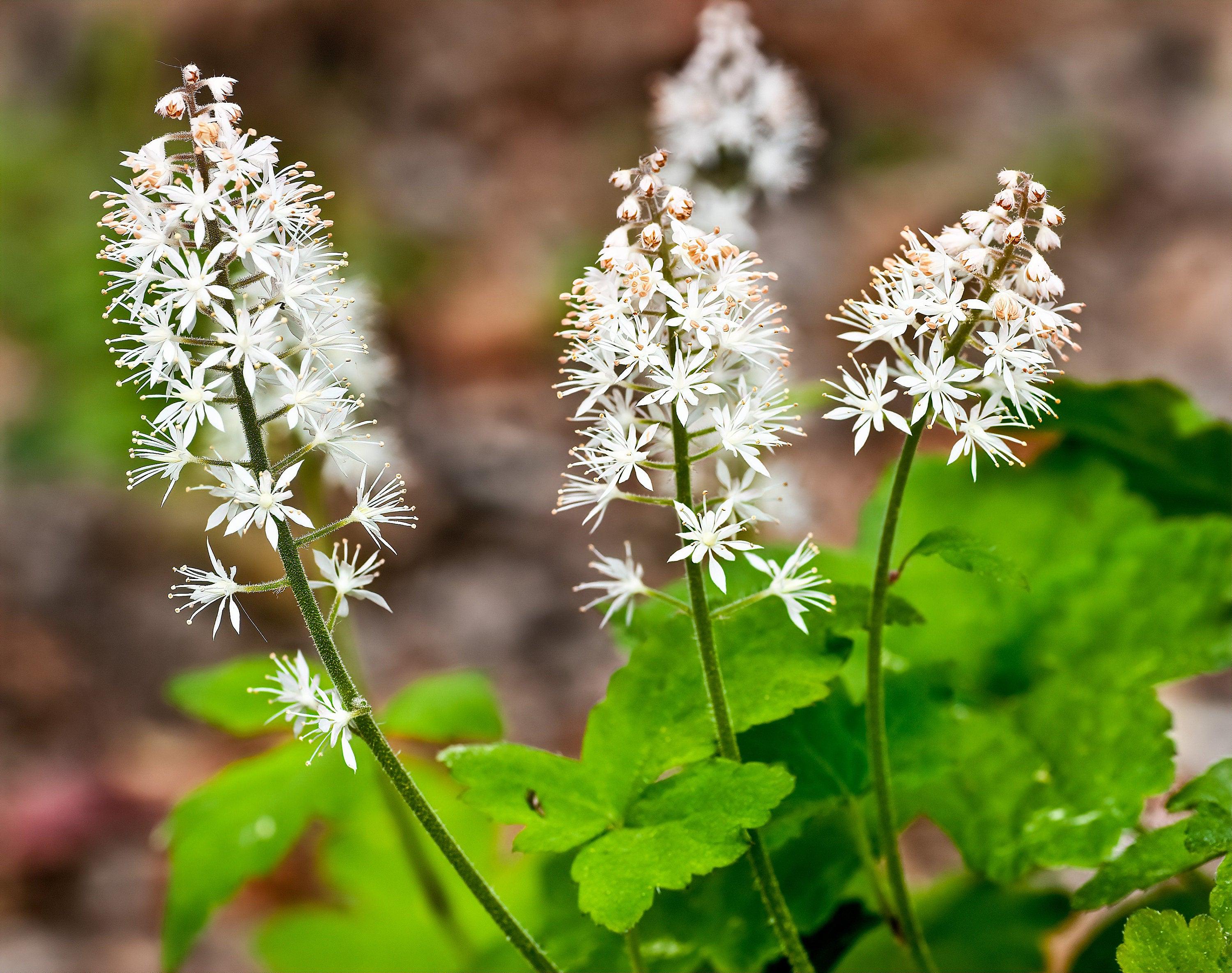 20 FILIGRAN FOAMFLOWER White - Pink Tiarella Polyphylla Laceflower ...