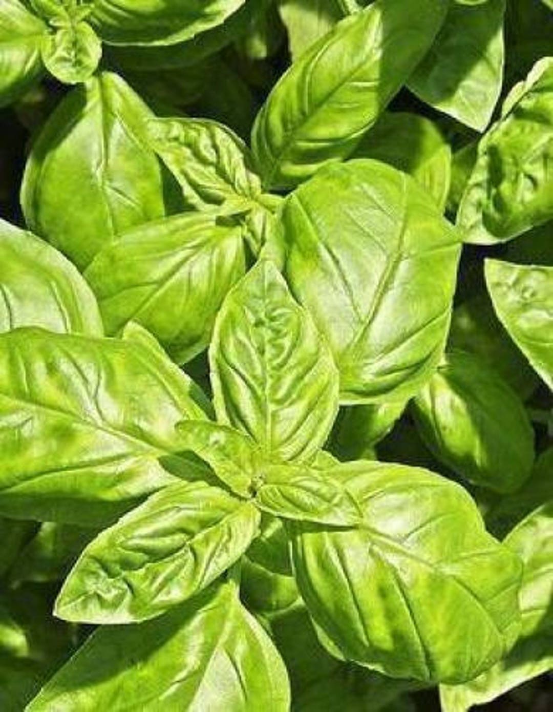 500 CLOVE BASIL Ocimum Basilicum Herb Flower Seeds - Etsy