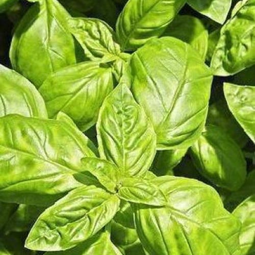1000 Italian LARGE LEAF BASIL Ocimum Basilicum Herb Flower - Etsy