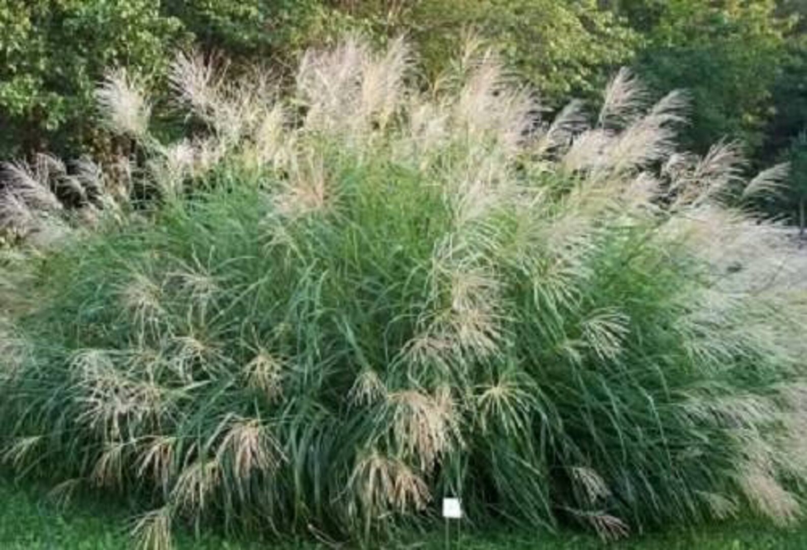 10 SILVER MAIDEN GRASS Miscanthus Sinensis Perennial Flower - Etsy