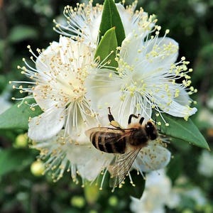 20 TRUE MYRTLE Myrtus Communis Aka Common & Sweet Myrtle Fragrant White ...