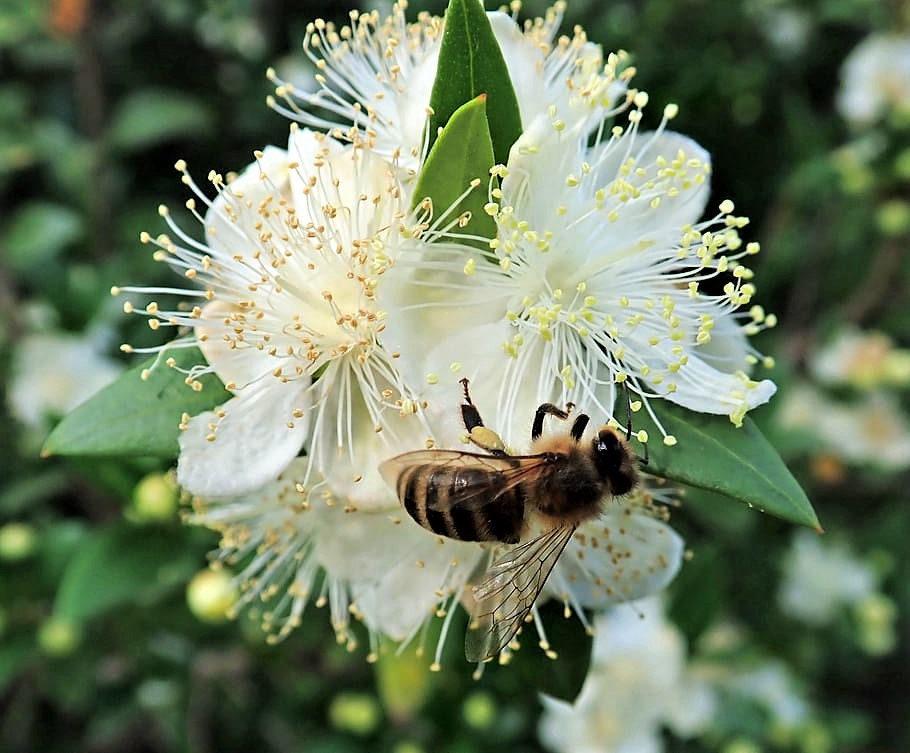 20 TRUE MYRTLE Myrtus Communis Aka Common & Sweet Myrtle Fragrant White ...