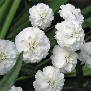 150 PEARL YARROW White Double Achillea Ptarmica Herb Flower Seeds - Etsy