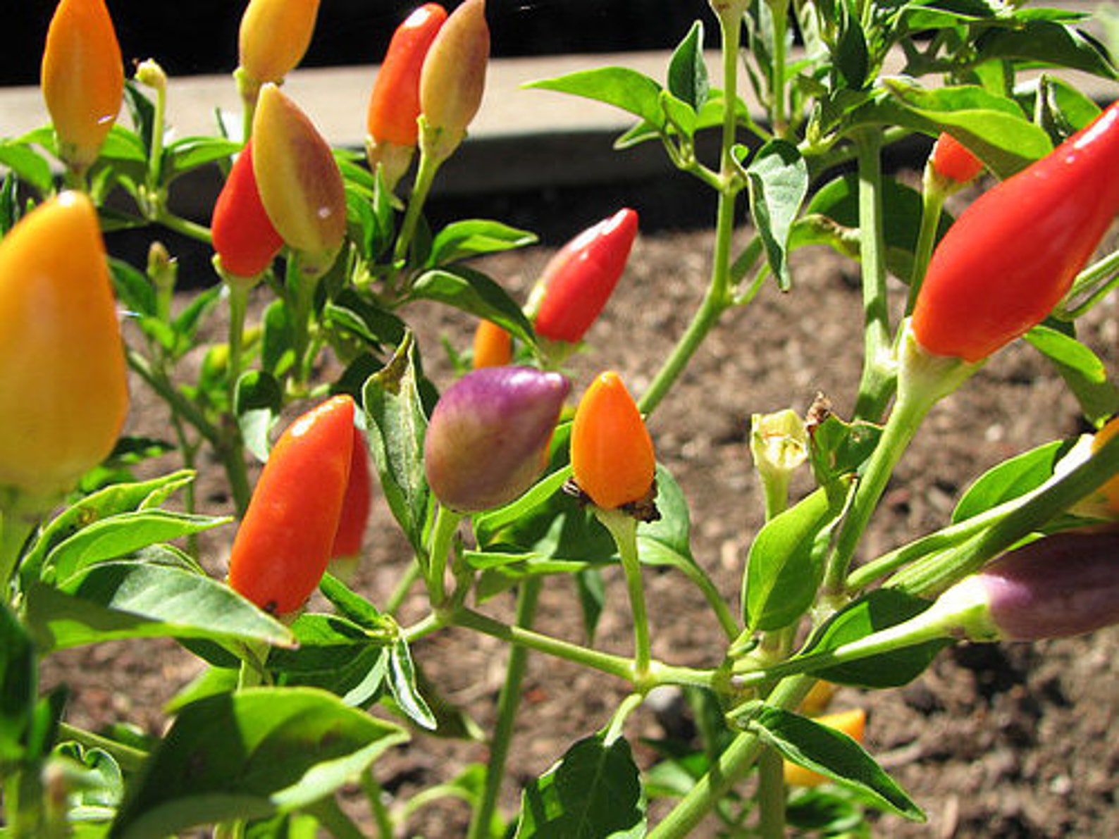 25 BOLIVIAN RAINBOW PEPPER Multi Colored Chili Capsicum Annuum | Etsy