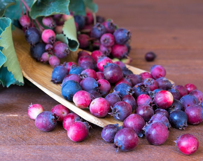 Western Serviceberry / Saskatoon Berry 2-3' Live Plant - Western Native ...